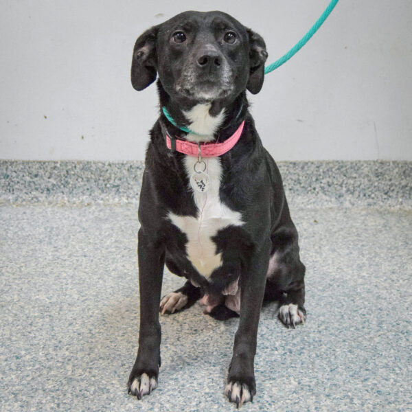 Gemma - Animal House Shelter