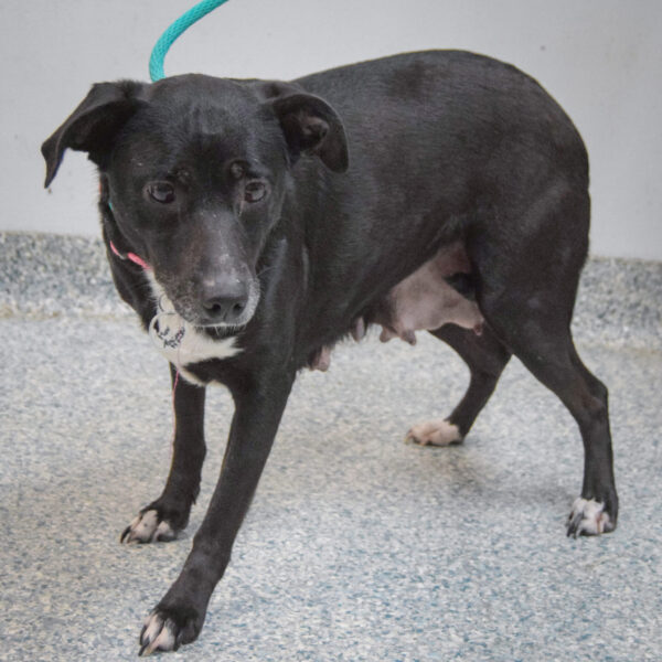 Gemma - Animal House Shelter
