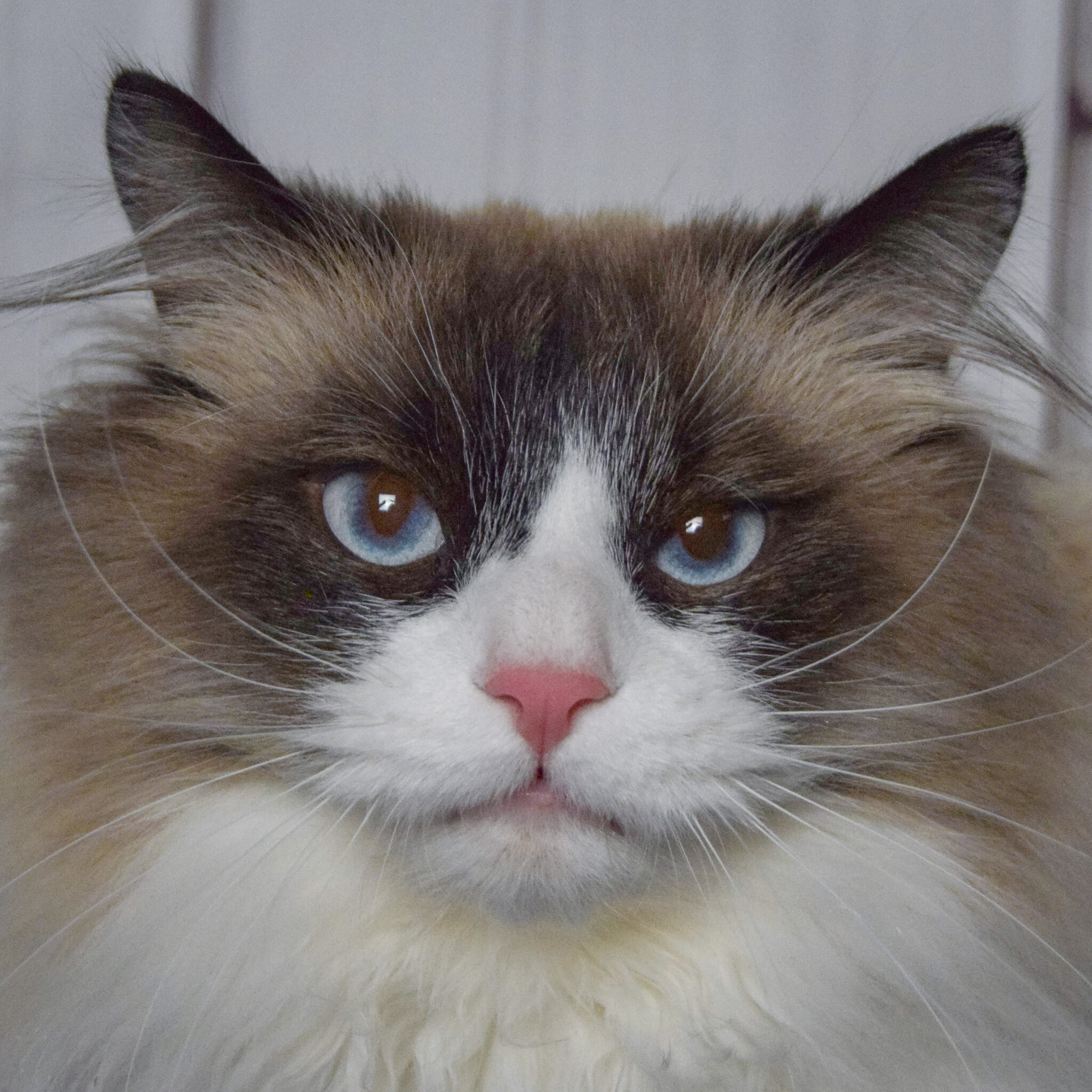 Magnum - Animal House Shelter