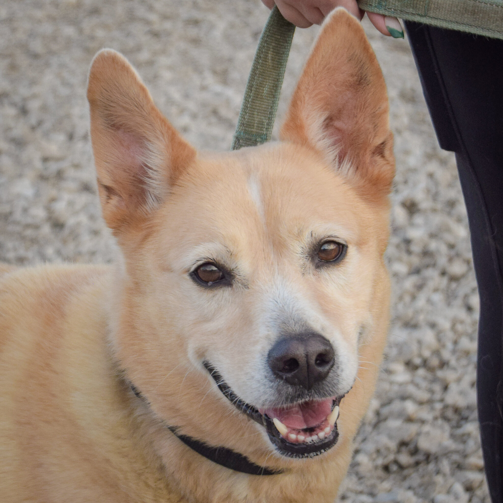 Charlie - Animal House Shelter