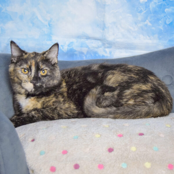 Clara - Animal House Shelter