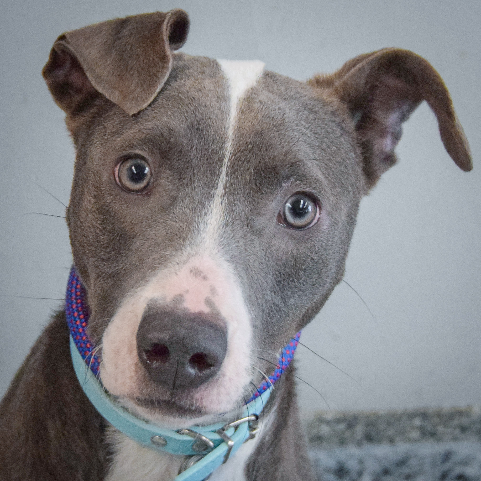 Dasher - Animal House Shelter
