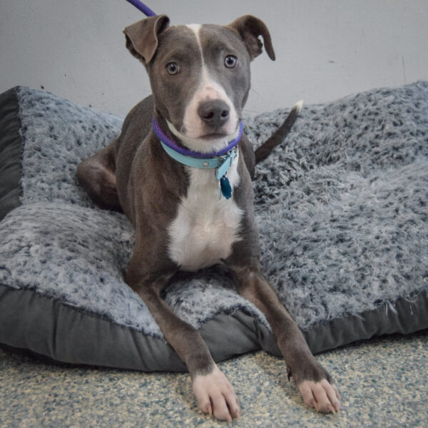 Dasher - Animal House Shelter