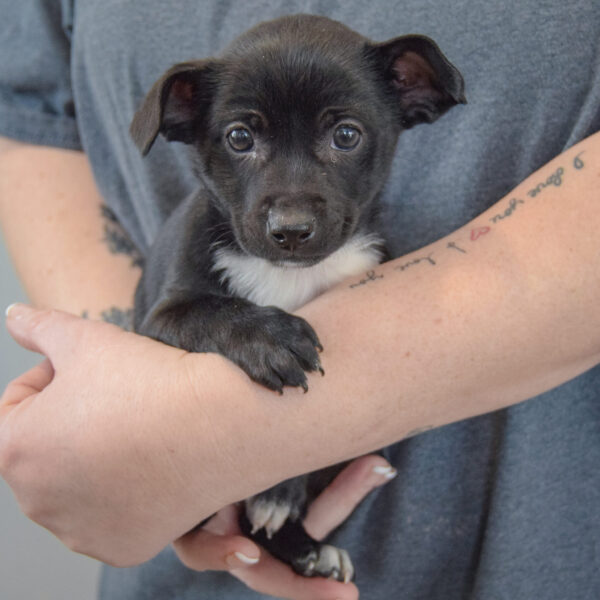 Mayo - Animal House Shelter