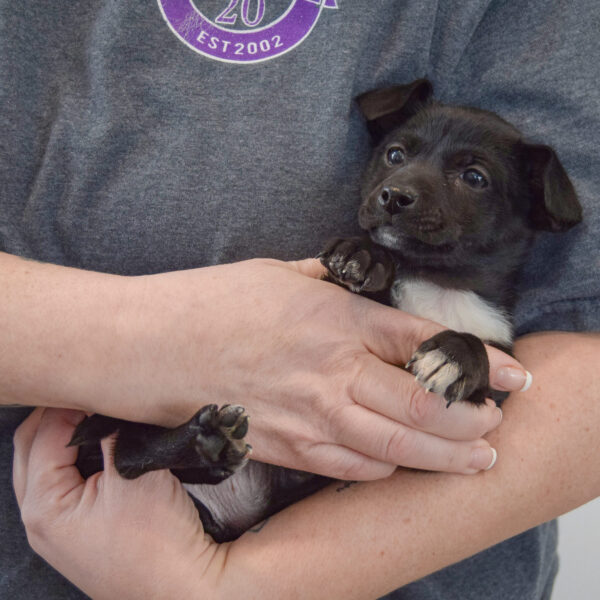 Mayo - Animal House Shelter