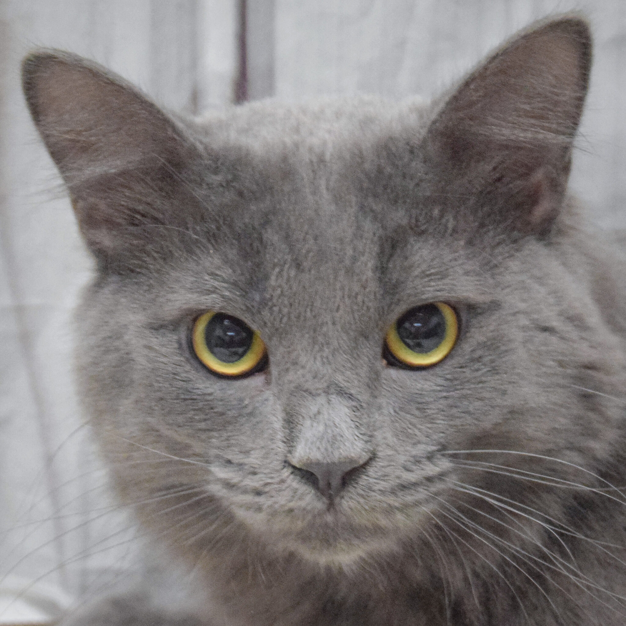 Mr. Fancy - Animal House Shelter
