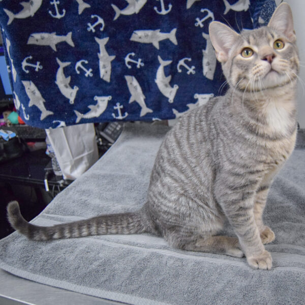 Noodle - Animal House Shelter
