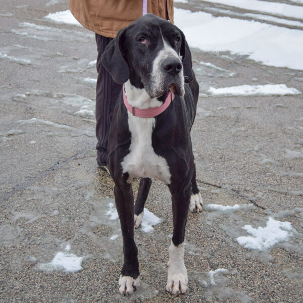 Pipsqueak - Animal House Shelter