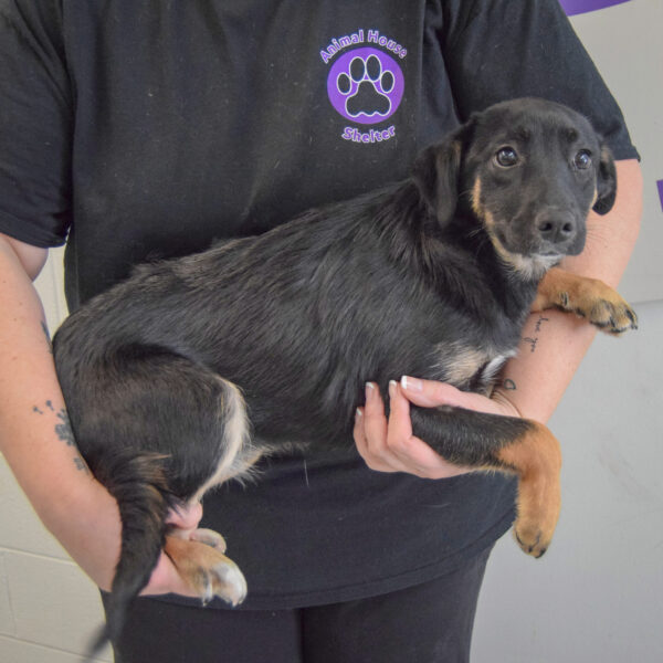 Pogo - Animal House Shelter