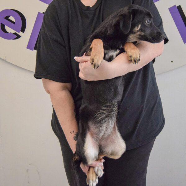 Pogo - Animal House Shelter