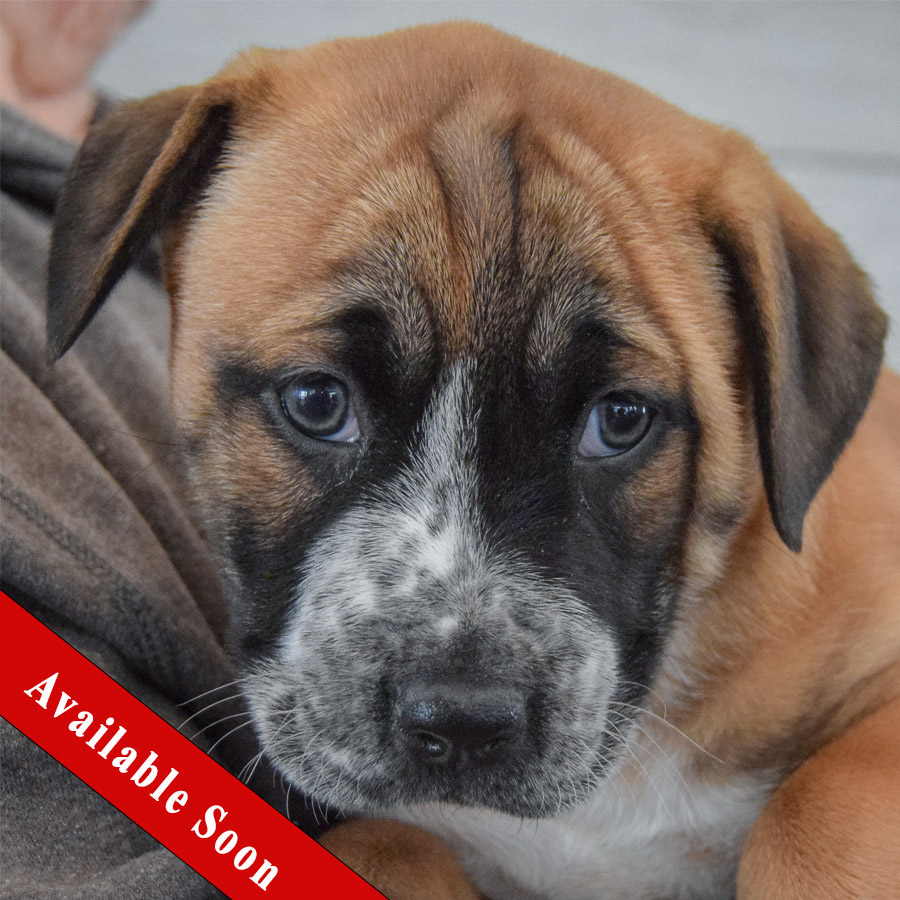 Stella Mae - Animal House Shelter