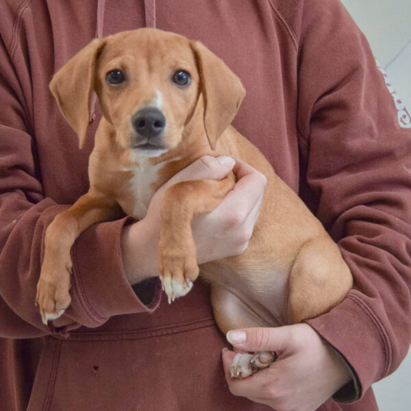 Taco - Animal House Shelter