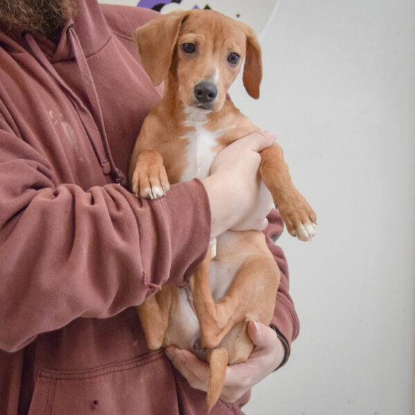 Taco - Animal House Shelter