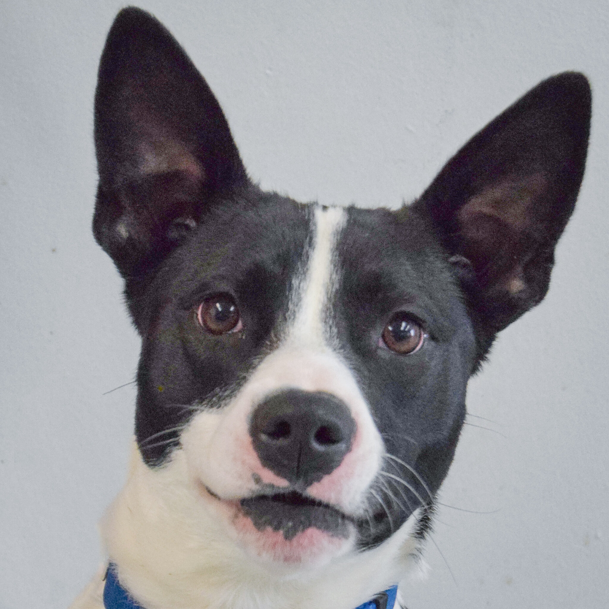Violeta - Animal House Shelter