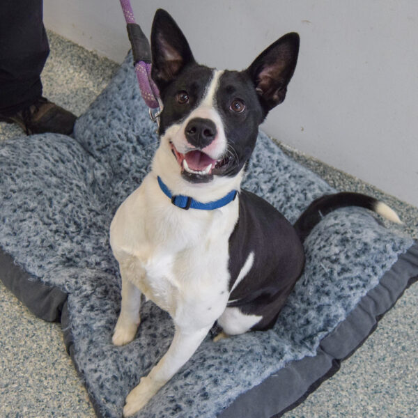Violeta - Animal House Shelter
