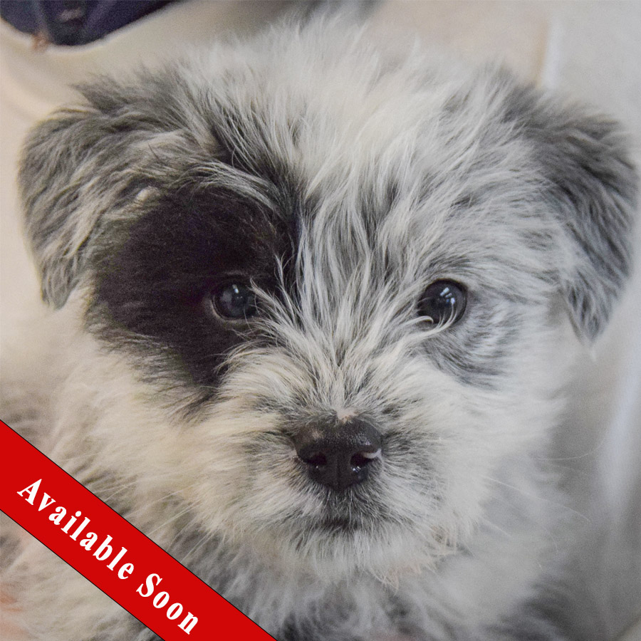 Buzz - Animal House Shelter