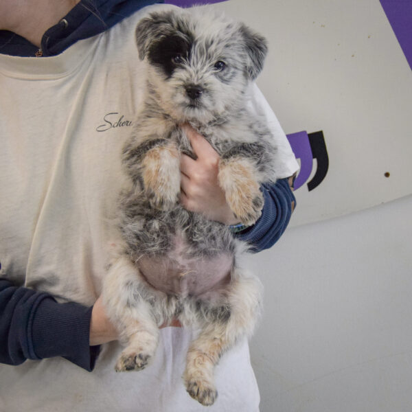 Buzz - Animal House Shelter