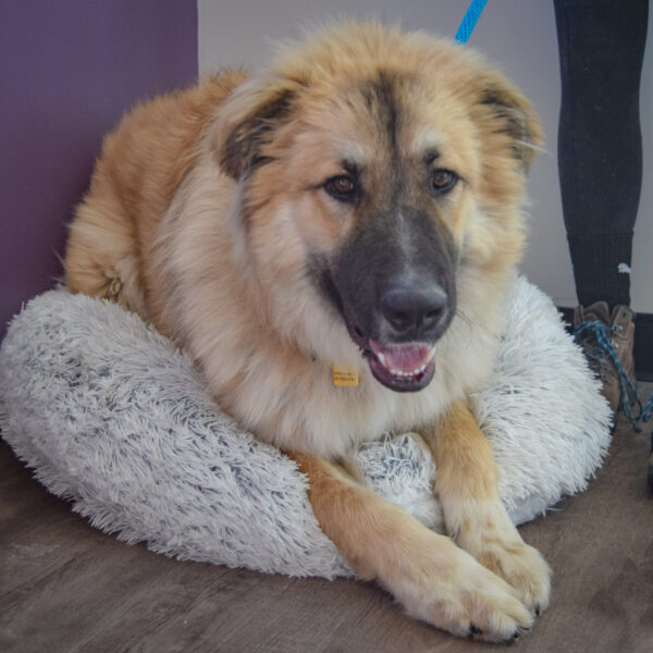 Duke - Animal House Shelter