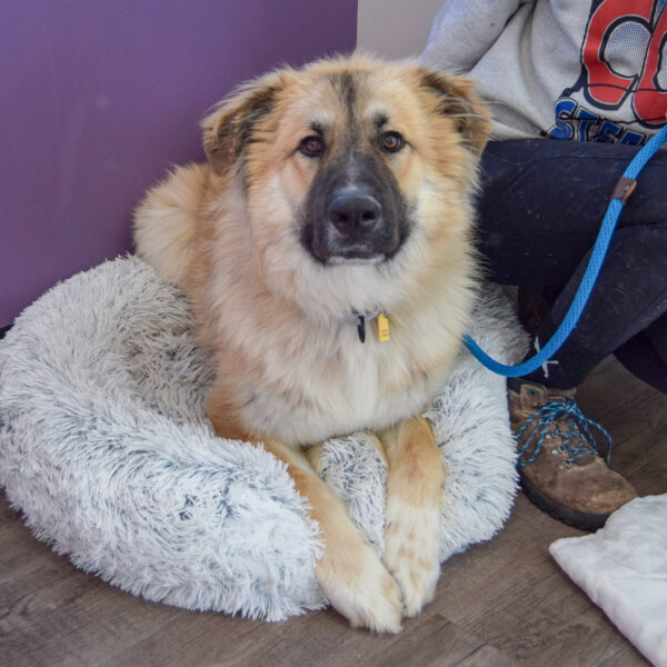 Duke - Animal House Shelter