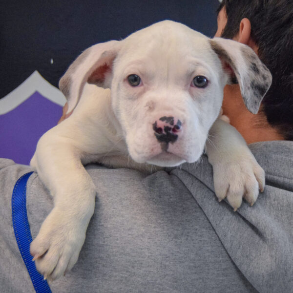 Merle - Animal House Shelter