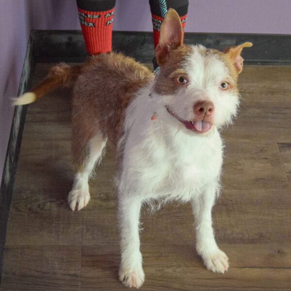 Jubilee - Animal House Shelter