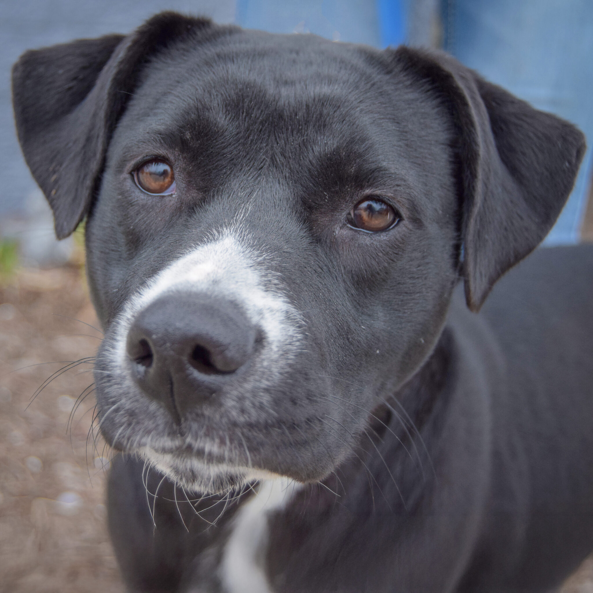 Zeeva - Animal House Shelter
