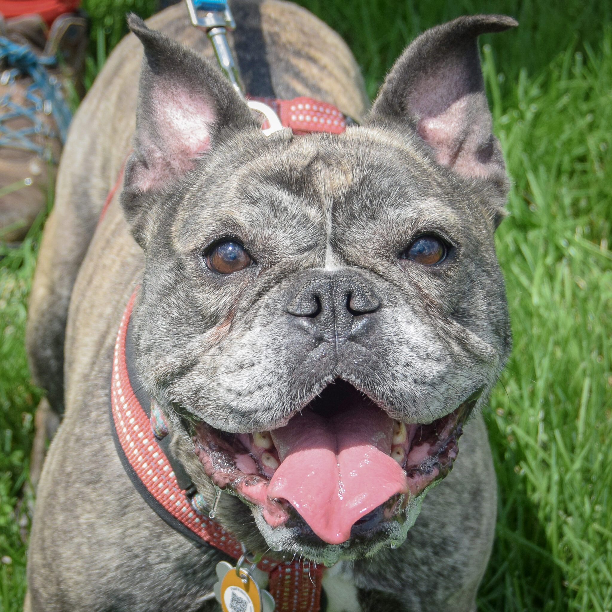 Gigi - Animal House Shelter