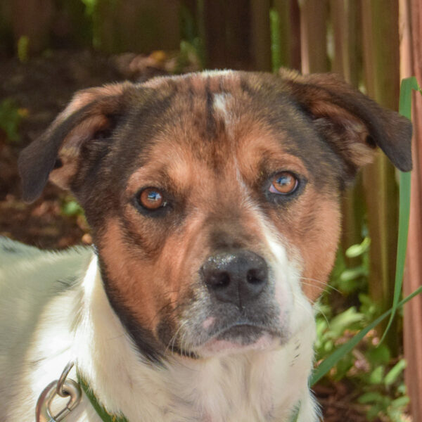 Winston - Animal House Shelter