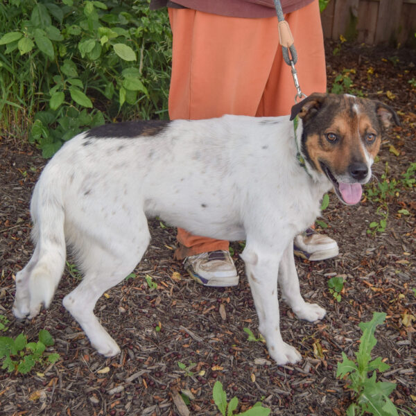 Winston - Animal House Shelter