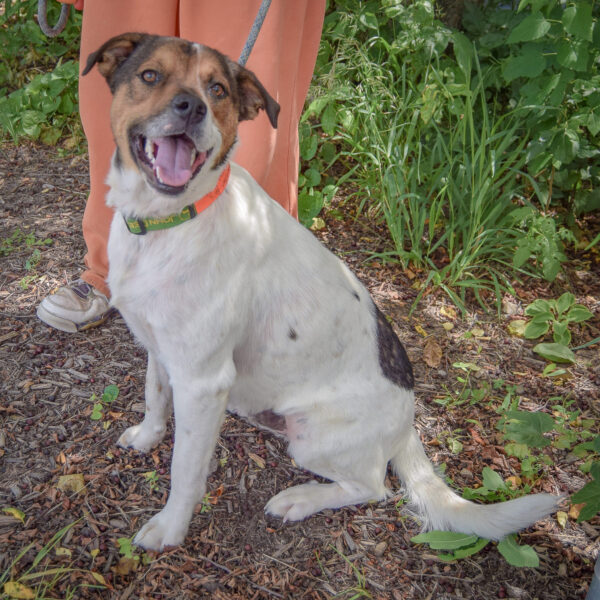 Winston - Animal House Shelter