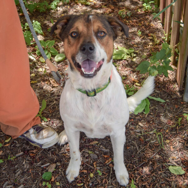 Winston - Animal House Shelter
